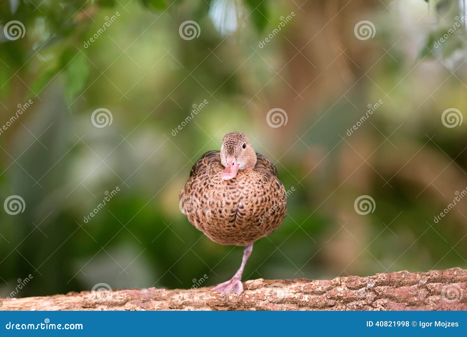 Faisanes jovenes foto de archivo. Imagen de ambiente - 40821998