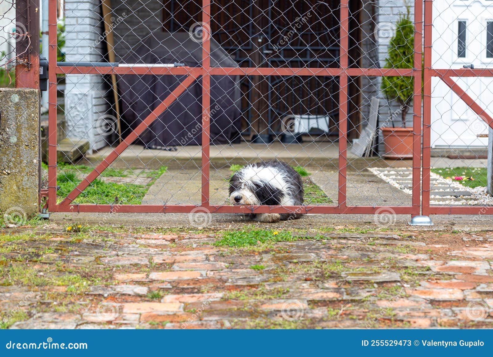 Faithful Dog Behind the Gate Waiting for Owner Stock Image - Image of ...