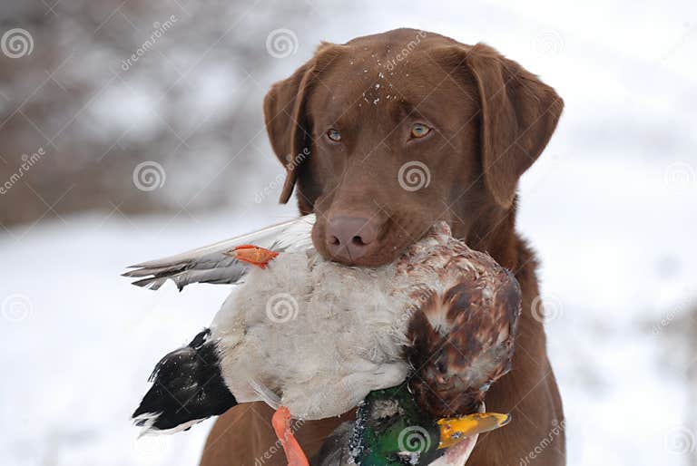 Faithful Hunter stock photo. Image of feathers, fetch - 1816010