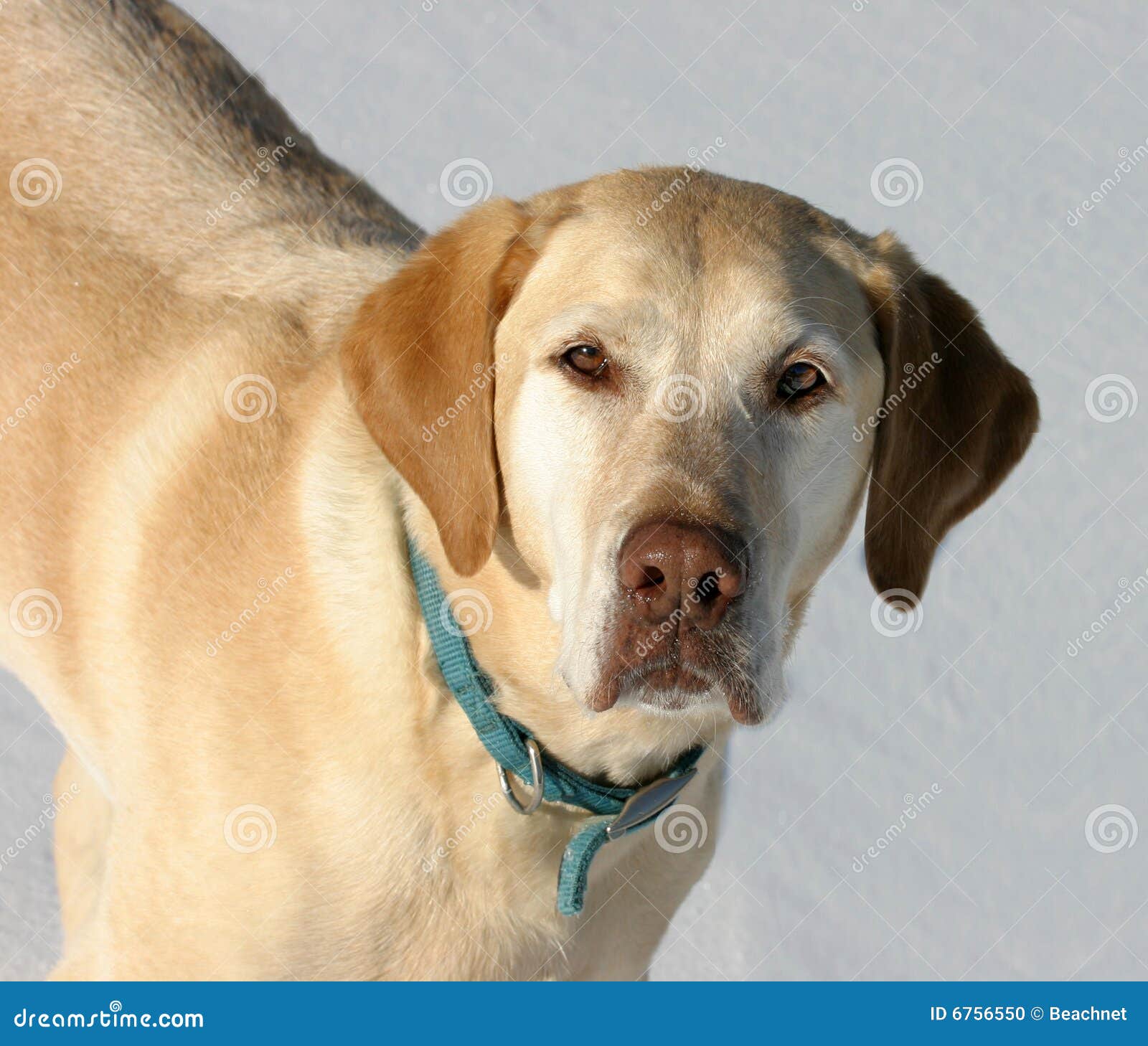 Faithfull Yellow Lab stock photo. Image of loyal, retreiver - 6756550