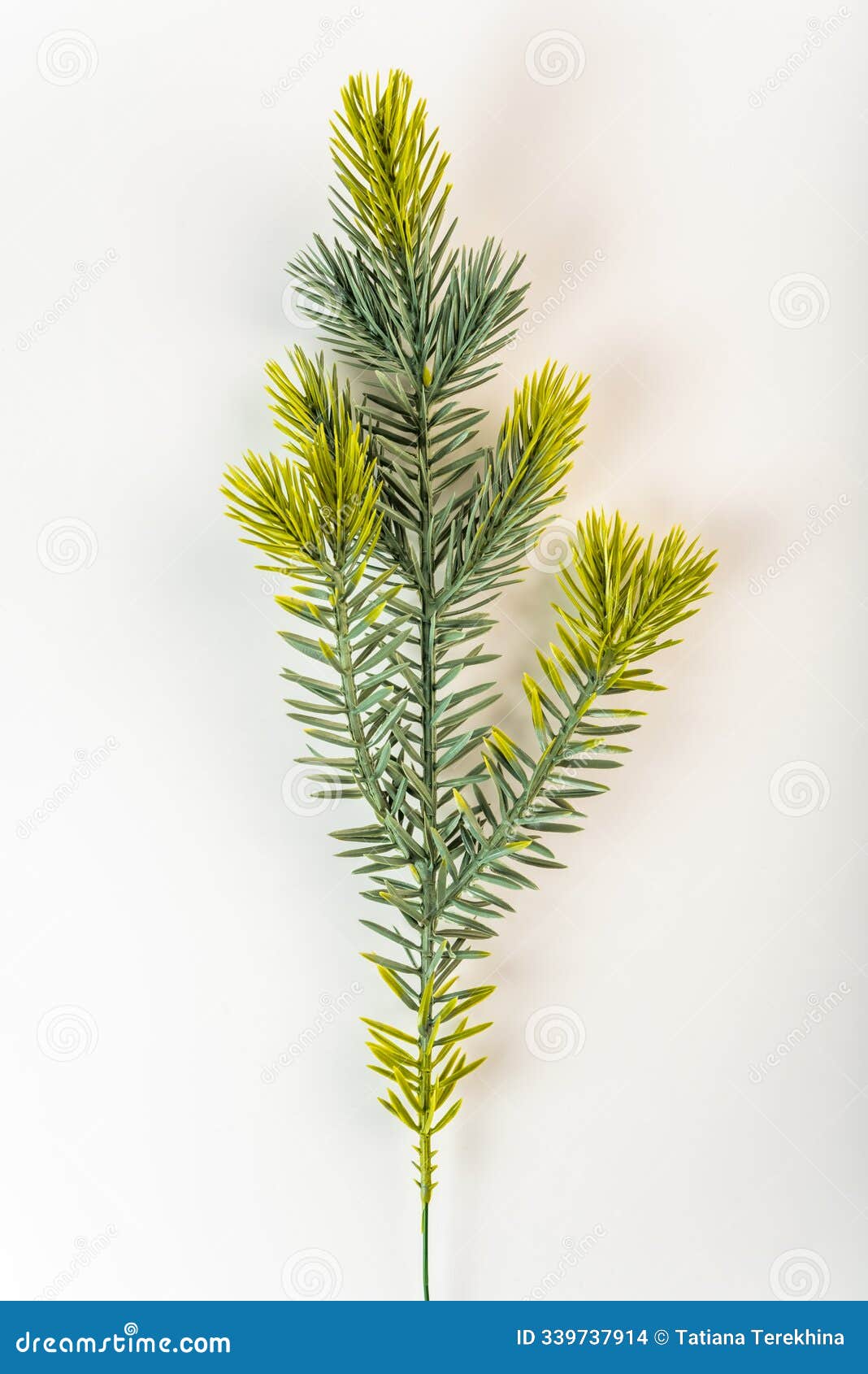 Fake Fir Tree Branch for Decorating of Bouquets and Home Stock Photo ...