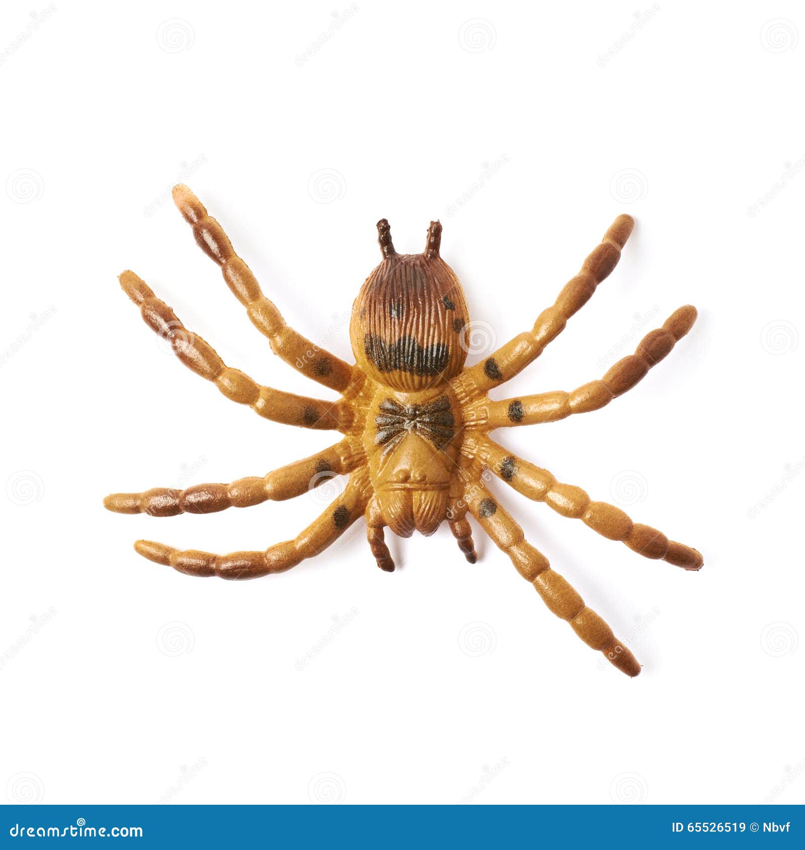 Fake Rubber Spider Toy Isolated Stock Image - Image of autumn ...