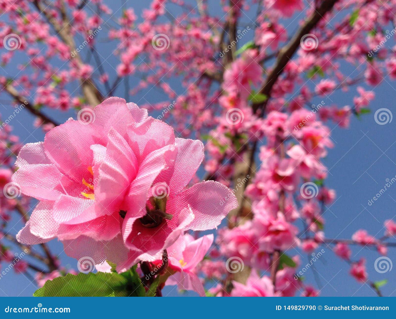 Fake Sakura Blossom on Dry Tree Stock Photo - Image of nature, angkhang ...