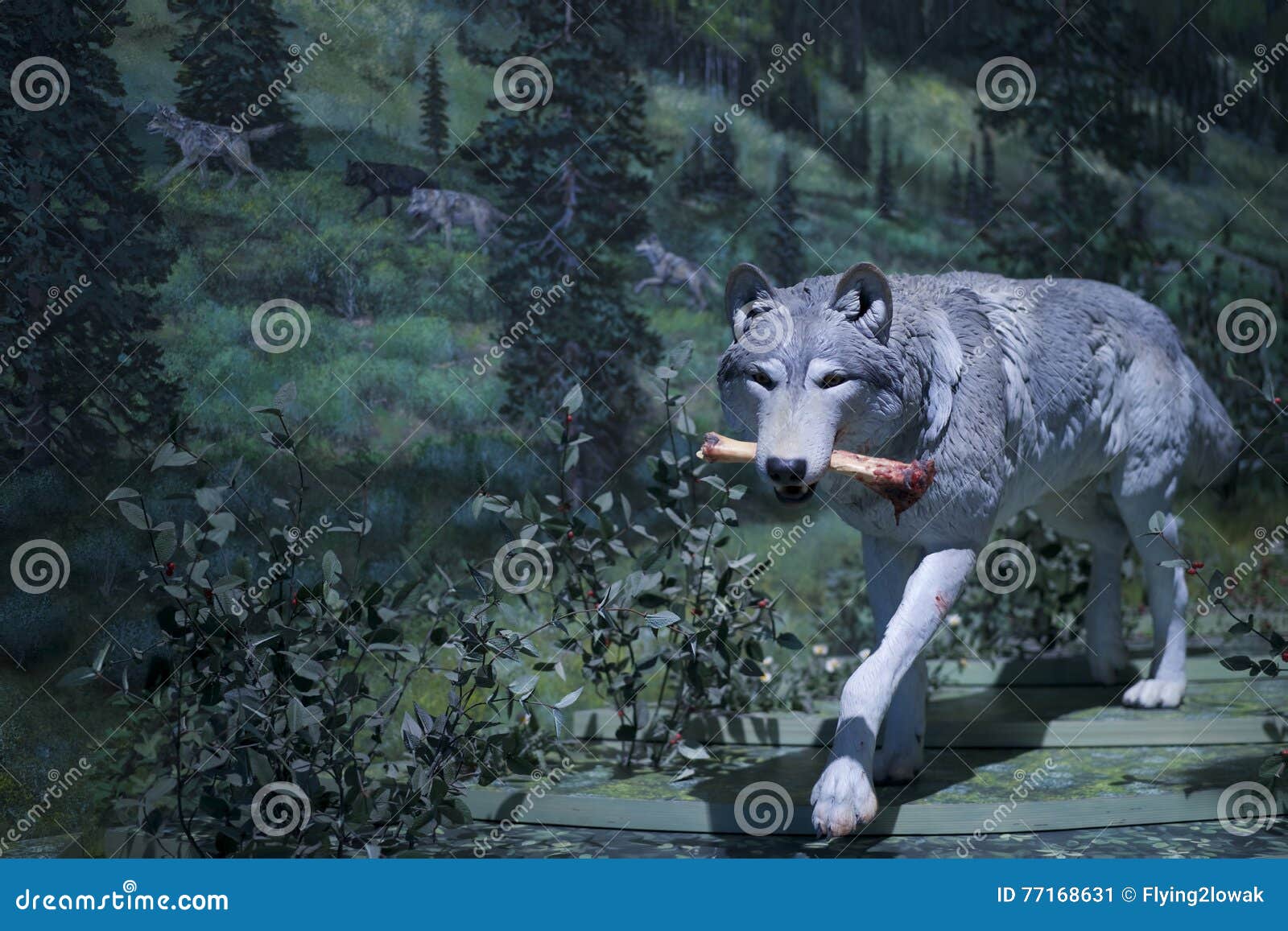 Fake Wolf editorial photo. Image of roam, dogs, wolf - 77168631