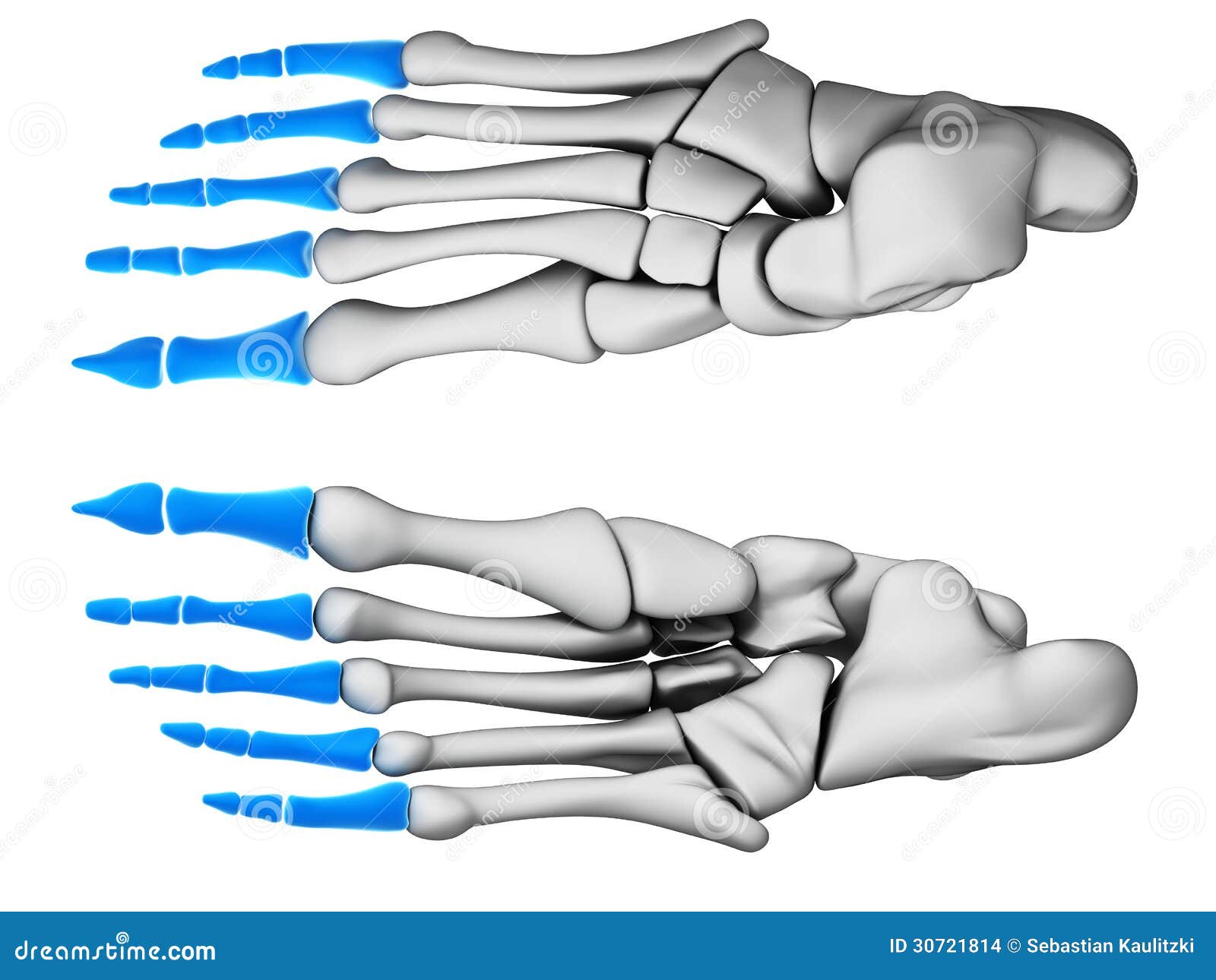 Falanges stock de ilustración. Ilustración de falanges - 30721814