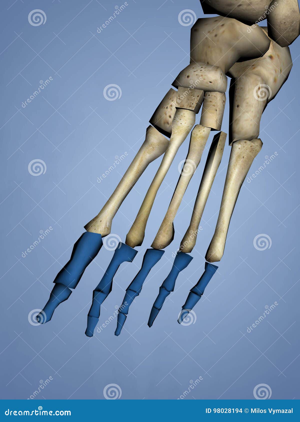 Falanges Del Pie, Modelo 3D Stock de ilustración - Ilustración de ...