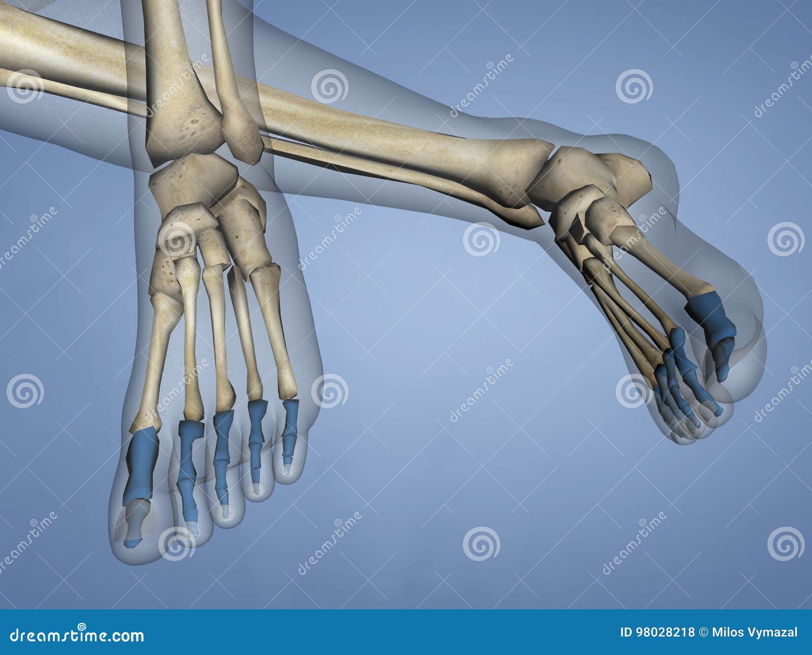 Falangi Del Piede, Modello 3D Illustrazione di Stock - Illustrazione di ...