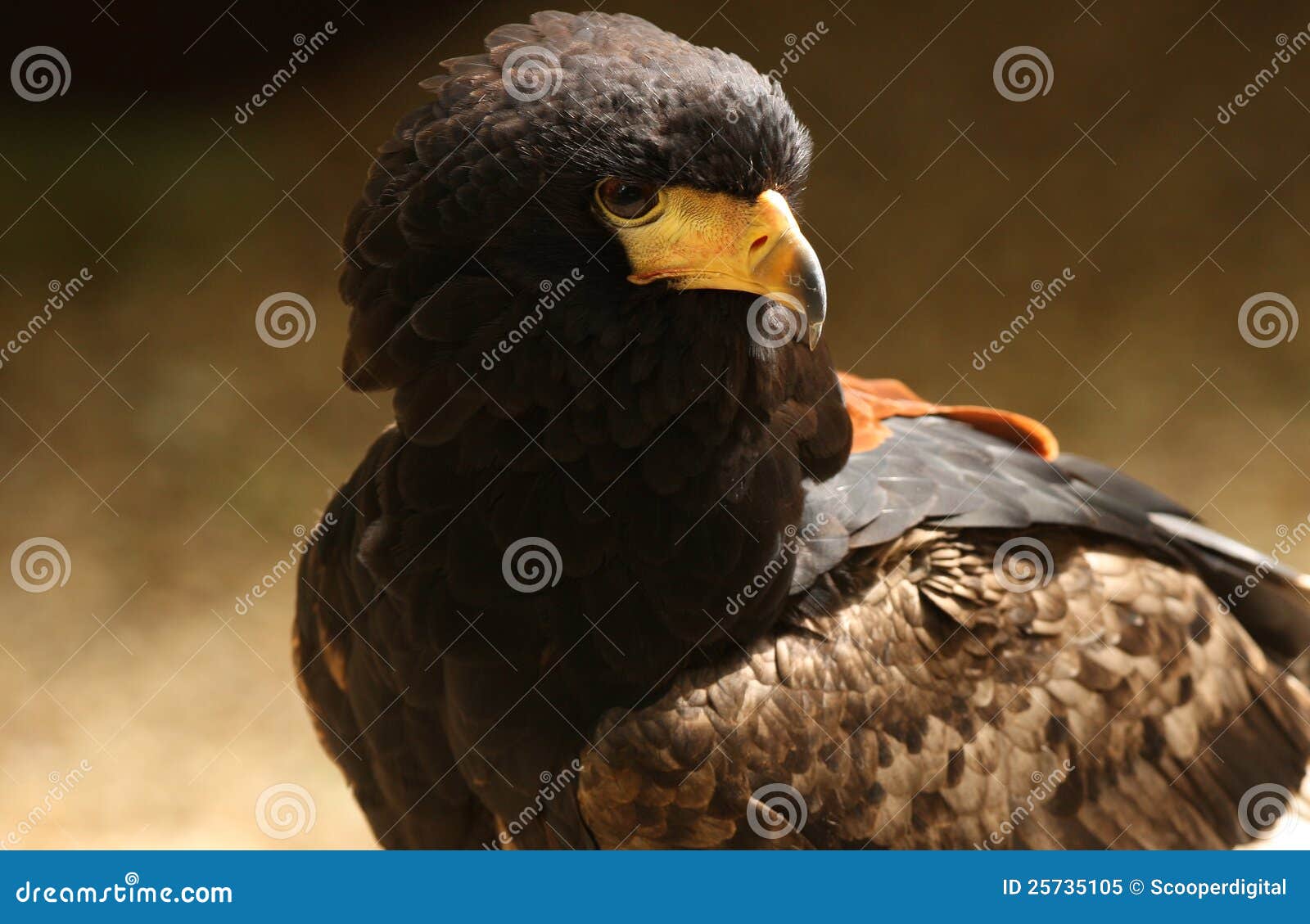 Falcão de Harris imagem de stock. Imagem de bico, animal - 25735105