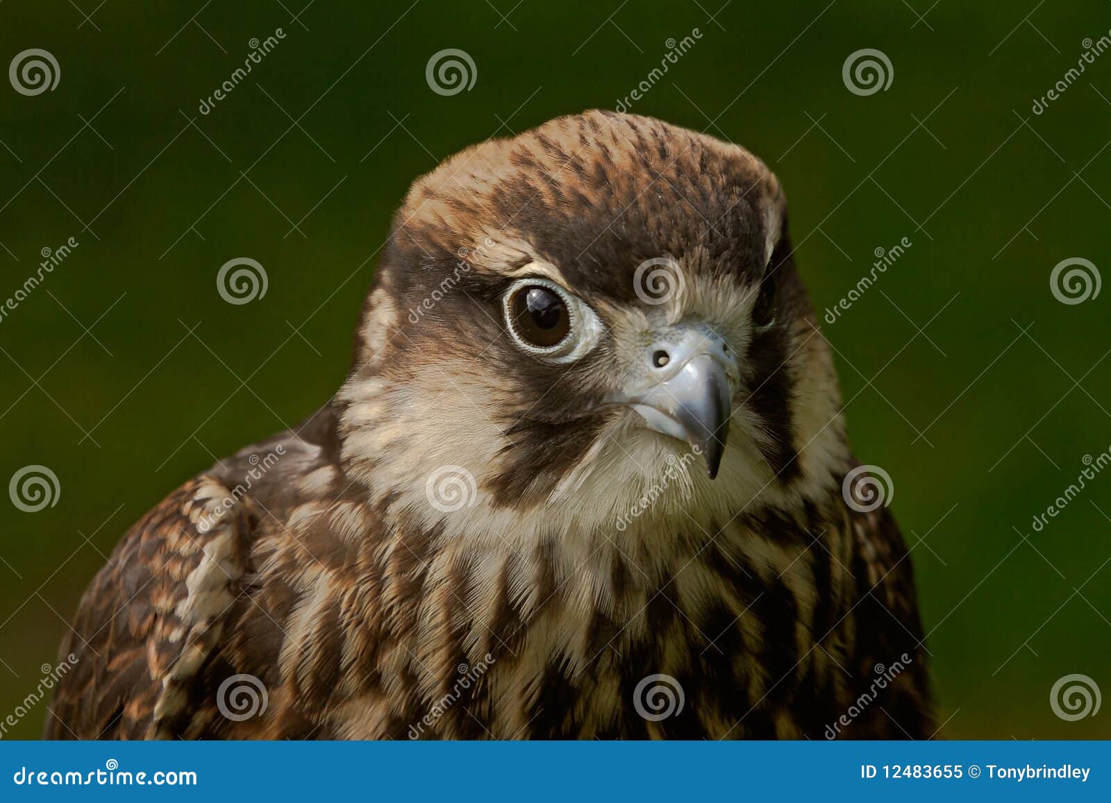 Falco immagine stock. Immagine di natura, nave, falco - 12483655