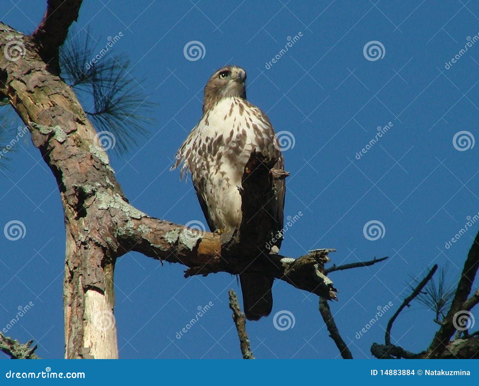 Falco fotografia stock. Immagine di nave, natura, falco - 14883884