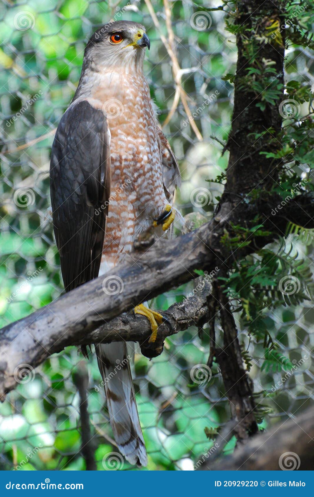 Falco fotografia stock. Immagine di marrone, preda, prigioniero - 20929220