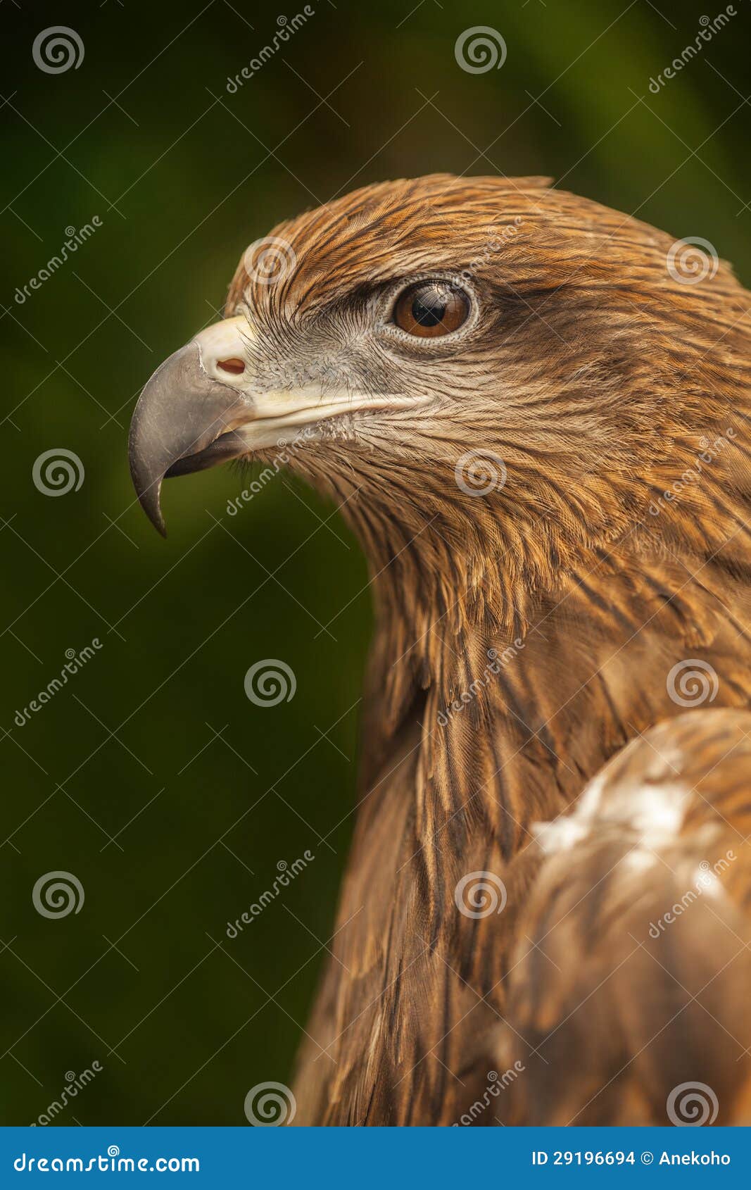 Falco fotografia stock. Immagine di occhio, faccia, falco - 29196694