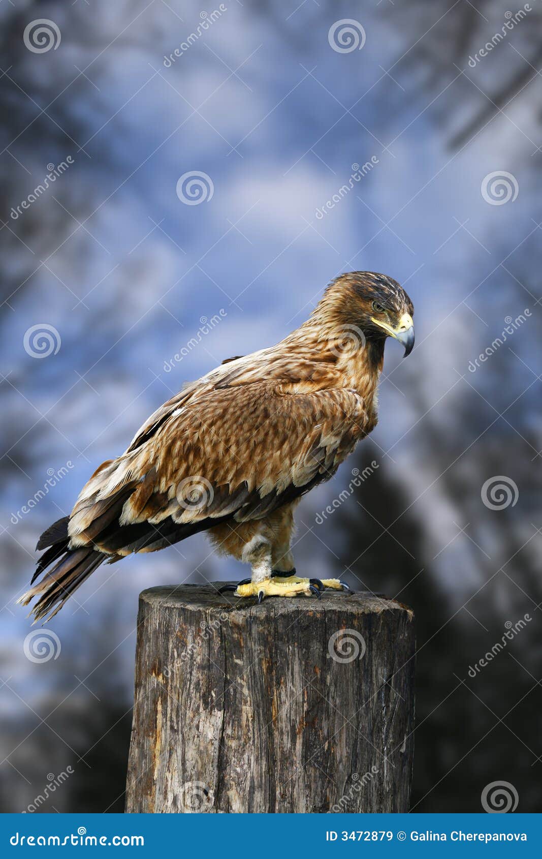 Falco immagine stock. Immagine di libertà, messo, uccello - 3472879