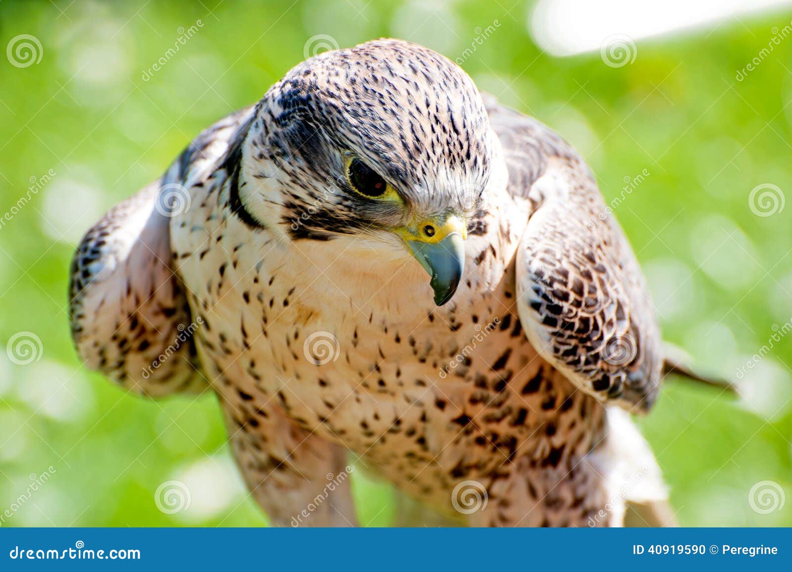 Falco fotografia stock. Immagine di chiusura, creatura - 40919590