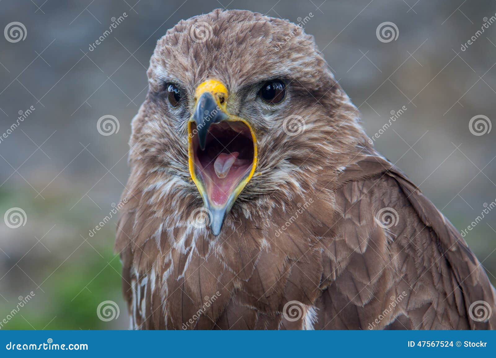 Falco fotografia stock. Immagine di messo, appollaiato - 47567524