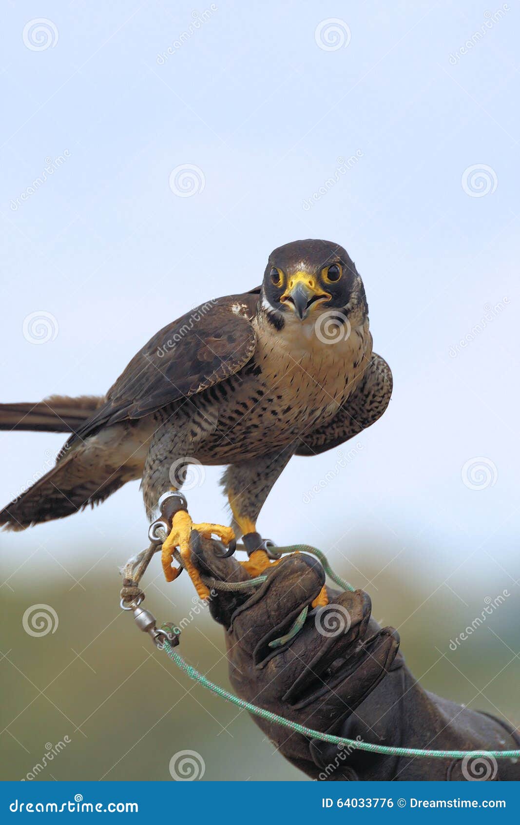 Falco fotografia stock. Immagine di preda, carnivoro - 64033776