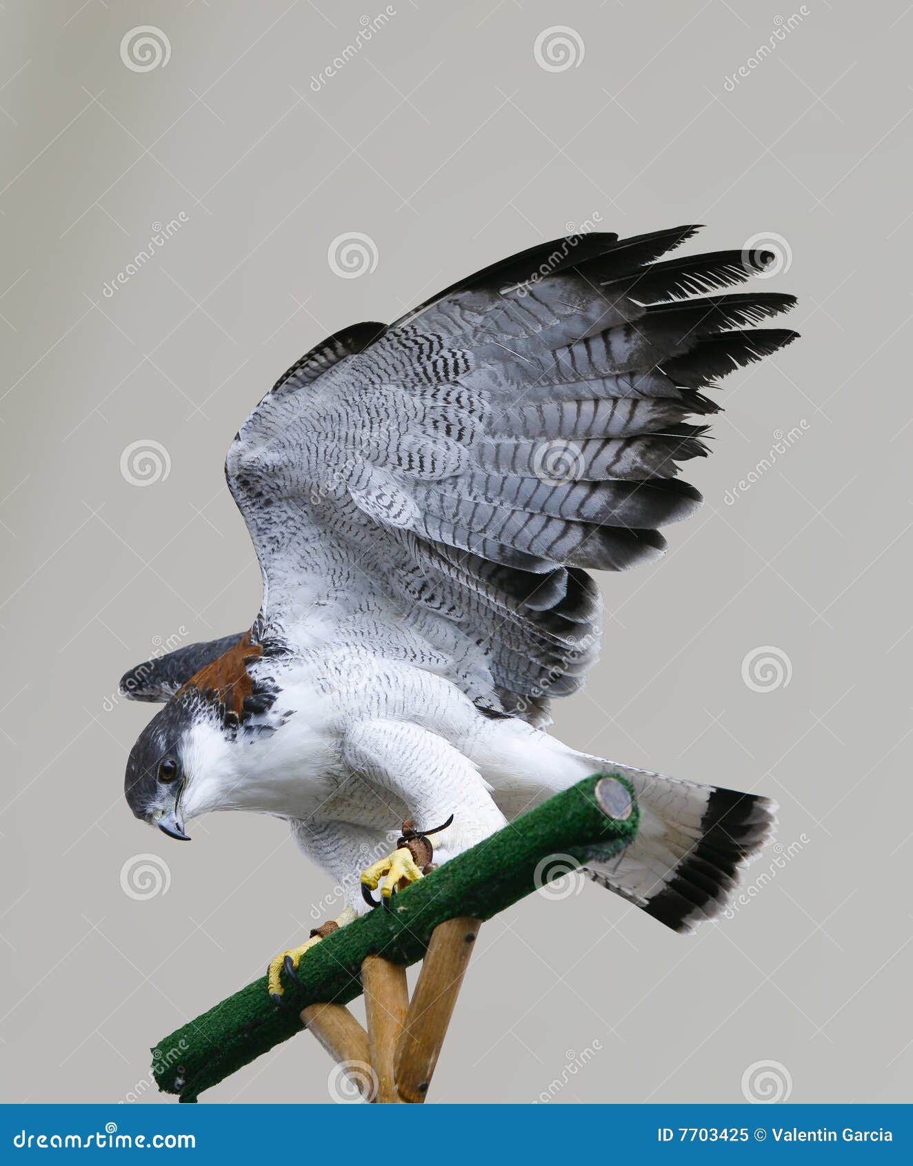 Falco immagine stock. Immagine di aperto, turismo, sabbia - 7703425