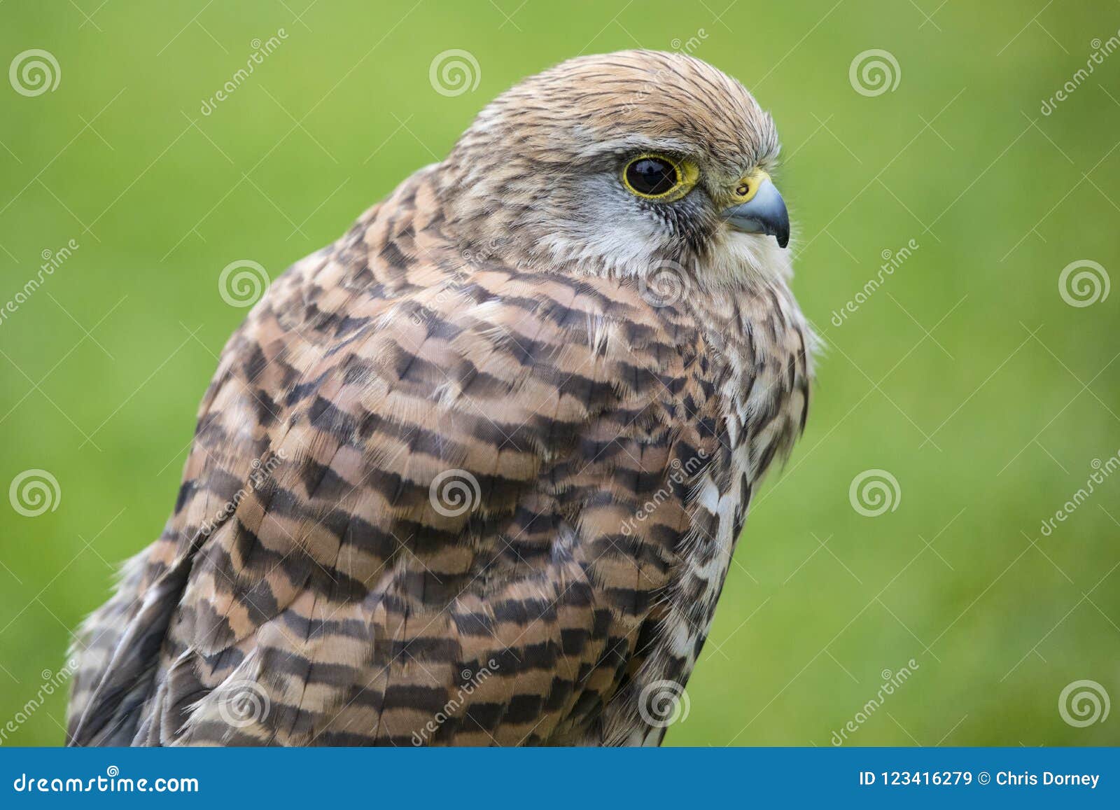 Falco cuculo immagine stock. Immagine di uccello, giorno - 123416279