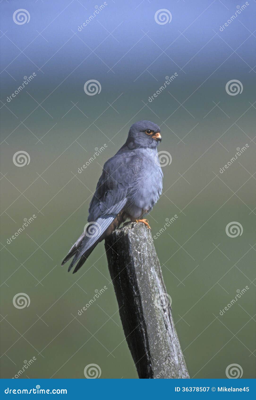 Falco Cuculo, Vespertinus Di Falco Immagine Stock - Immagine di rosso ...