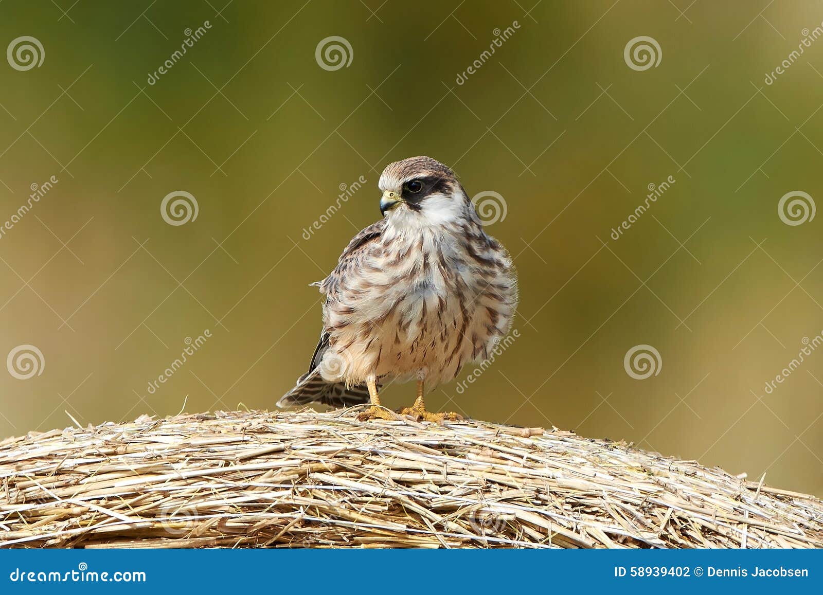 Falco Cuculo (vespertinus Di Falco) Fotografia Stock - Immagine di ...
