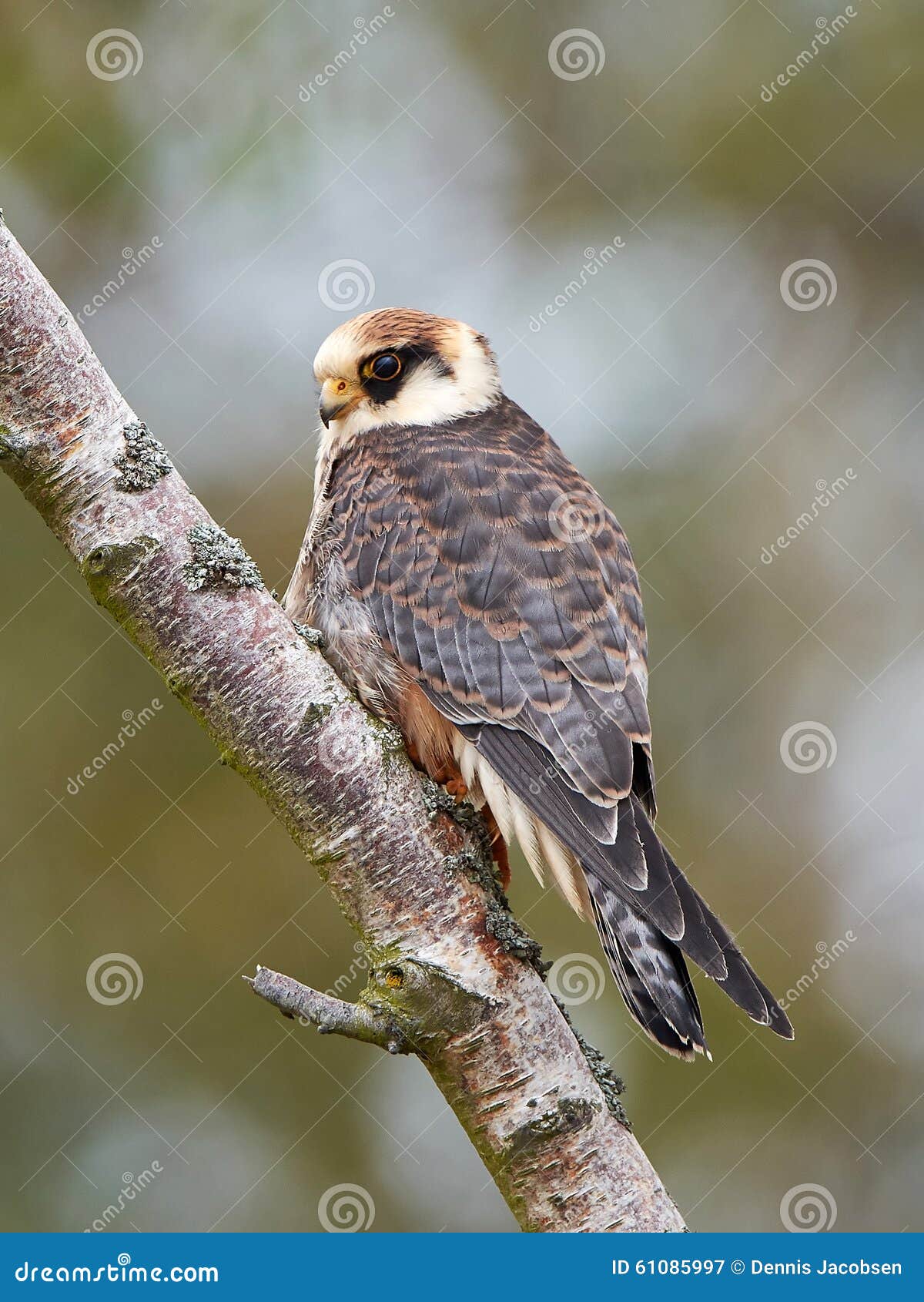 Falco Cuculo (vespertinus Di Falco) Immagine Stock - Immagine di ...