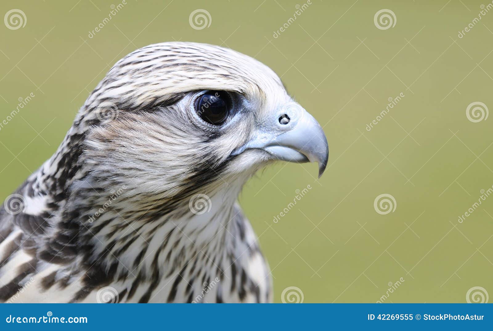Falco Di Saker, Cherrug Di Falco Immagine Stock - Immagine di falco ...
