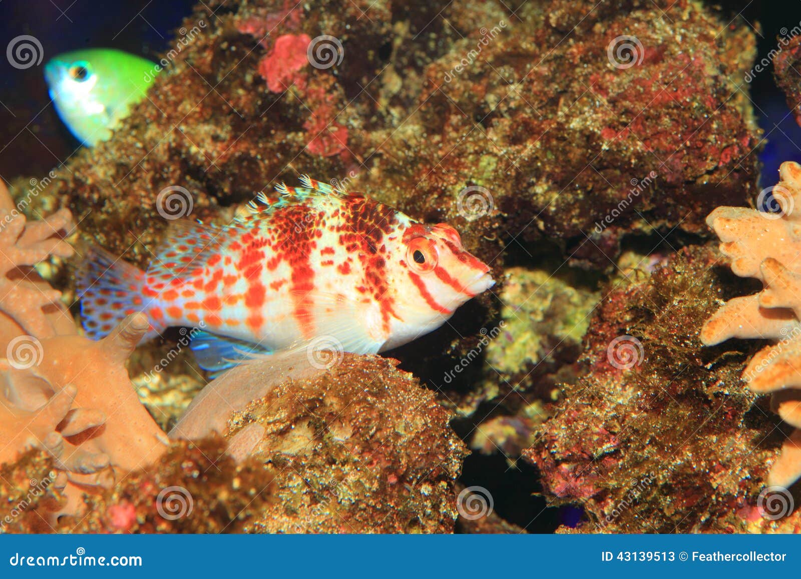 Falco Hawkfish stock image. Image of ocean, cirrhitichthys - 43139513