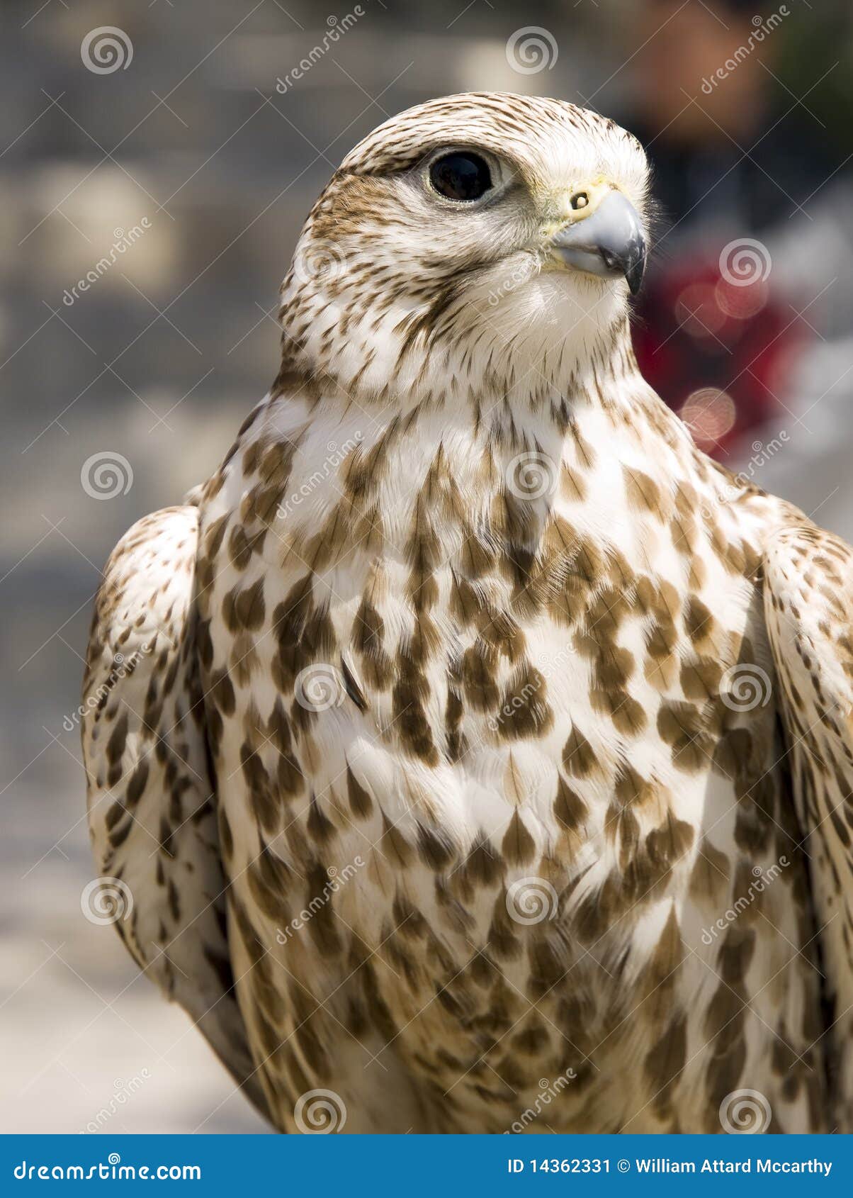 Falco Naumanni stockbild. Bild von feder, tier, sport - 14362331