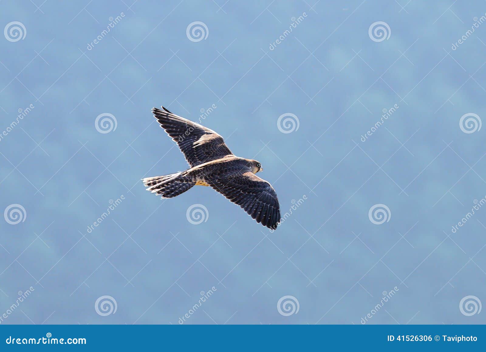 Falco peregrinus in flight stock photo. Image of plumage - 41526306