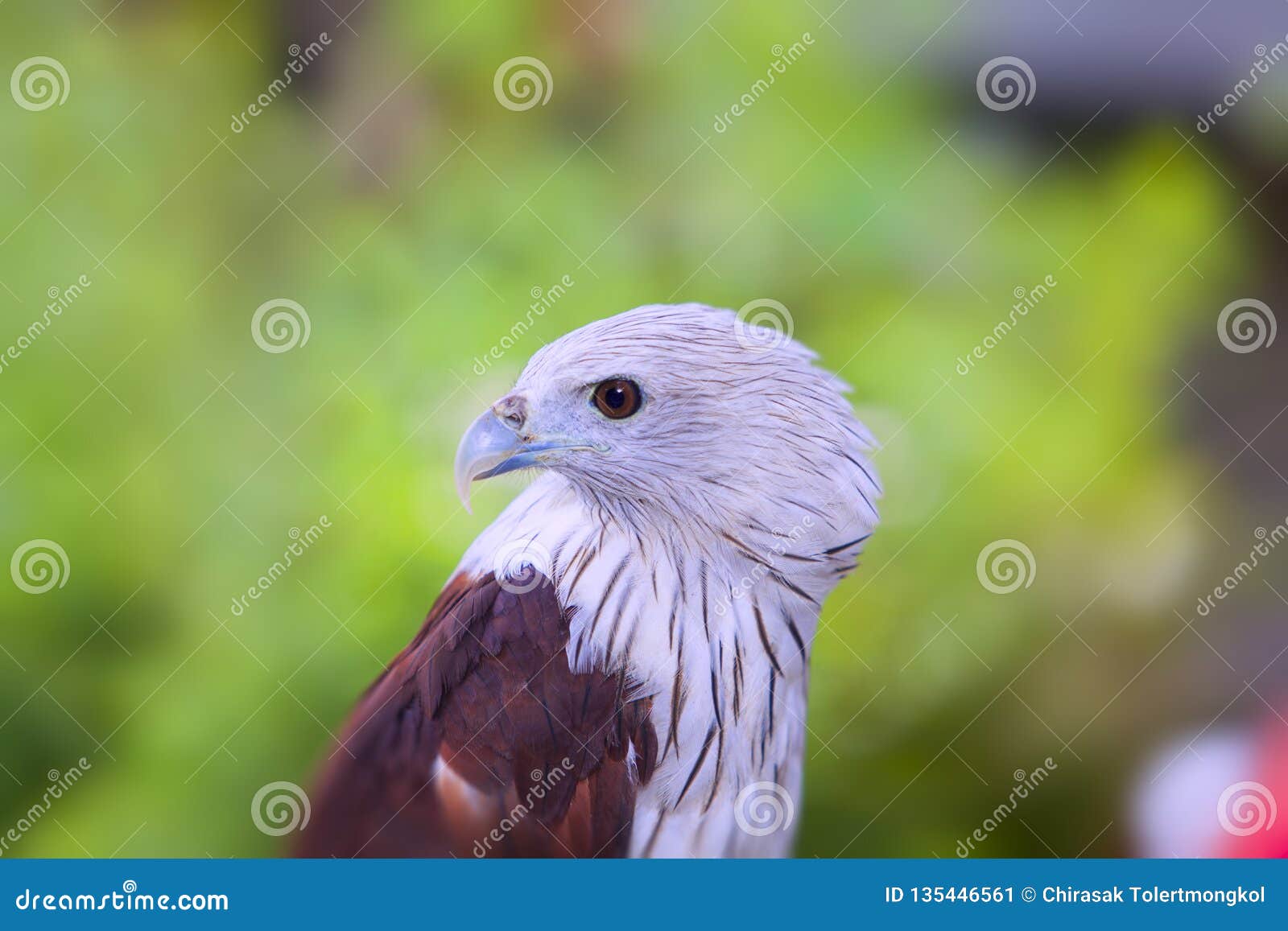 Falco rosso immagine stock. Immagine di caccia, sfondo - 135446561