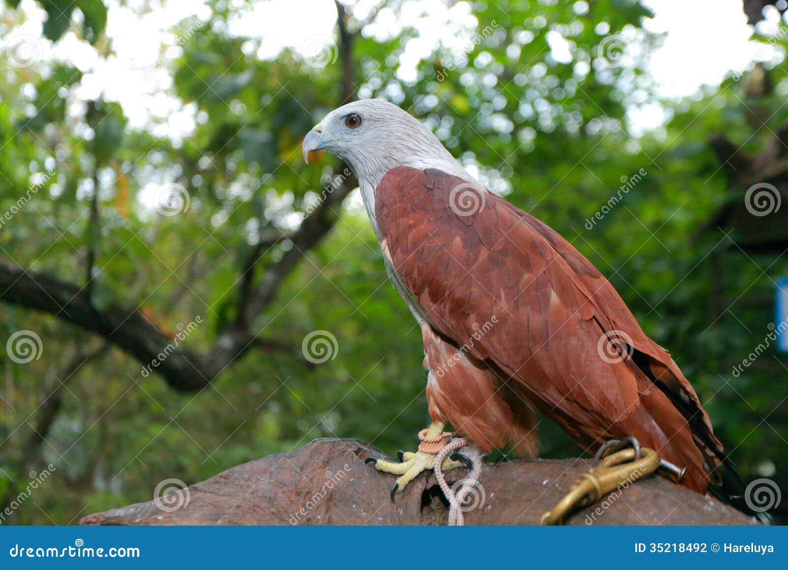Falco rosso fotografia stock. Immagine di conservazione - 35218492