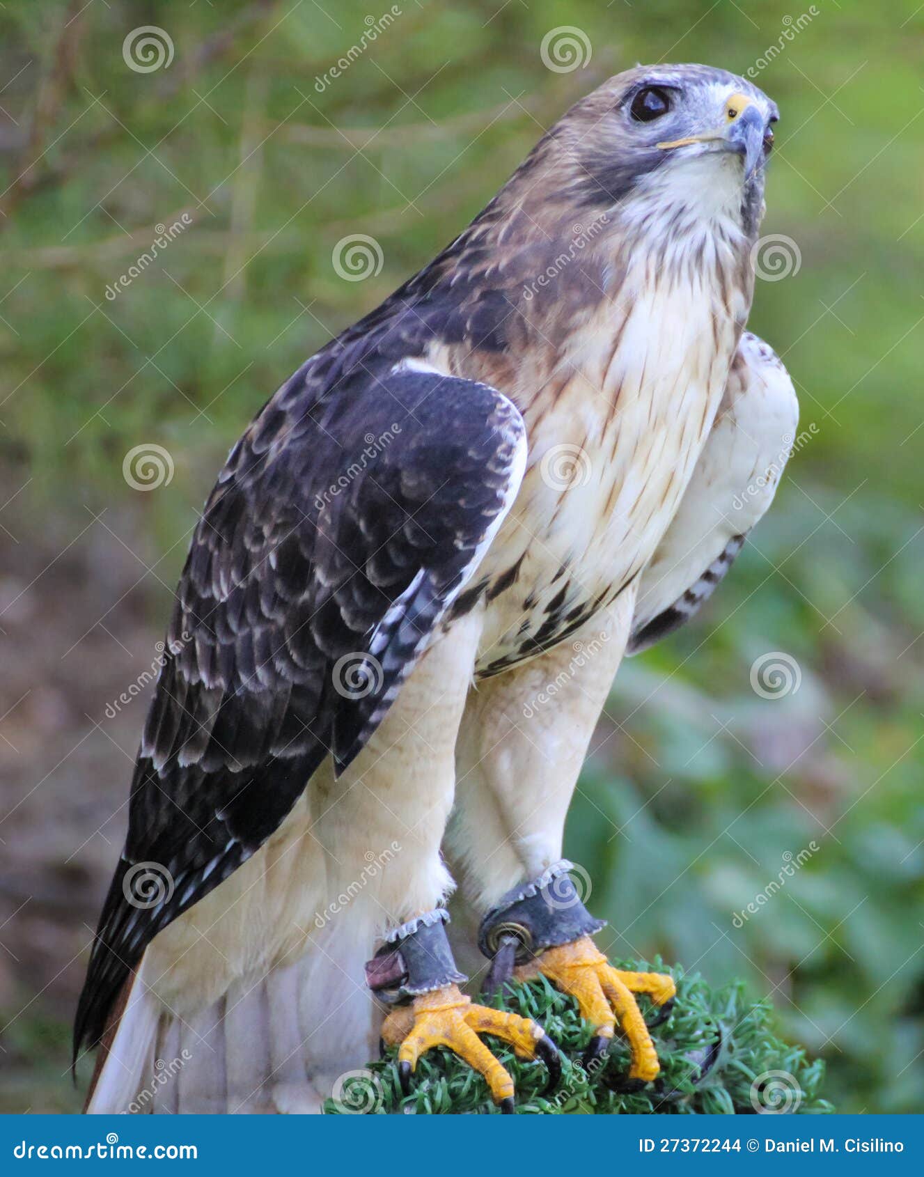 Falco Rosso-munito Americano Fotografia Stock - Immagine di allevamento ...