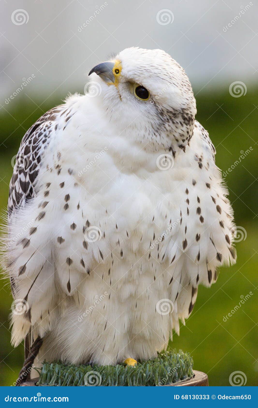 Falco-rusticolus stockbild. Bild von bunt, flügel, frontseite - 68130333