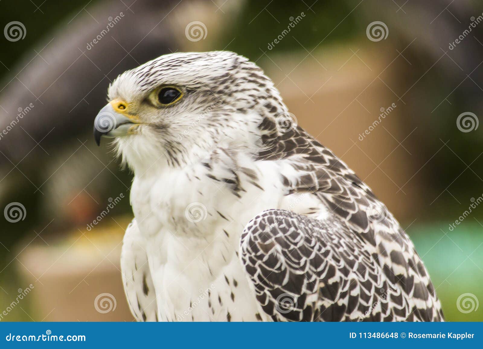 Falco Rusticolus Gyrfalcon стоковое фото. изображение насчитывающей ...