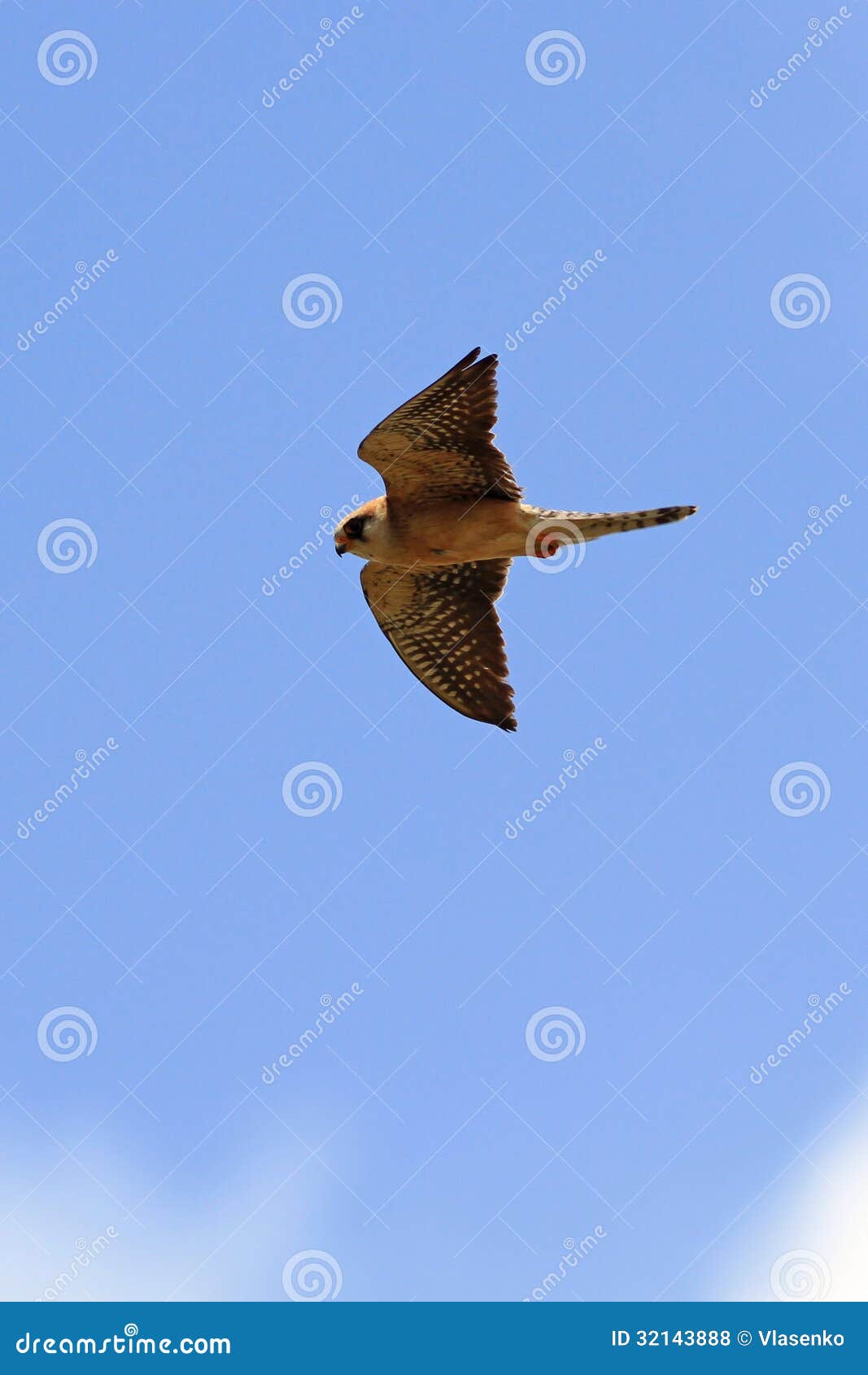 Falco-vespertinus stock foto. Image of valk, vogel, roofdier - 32143888