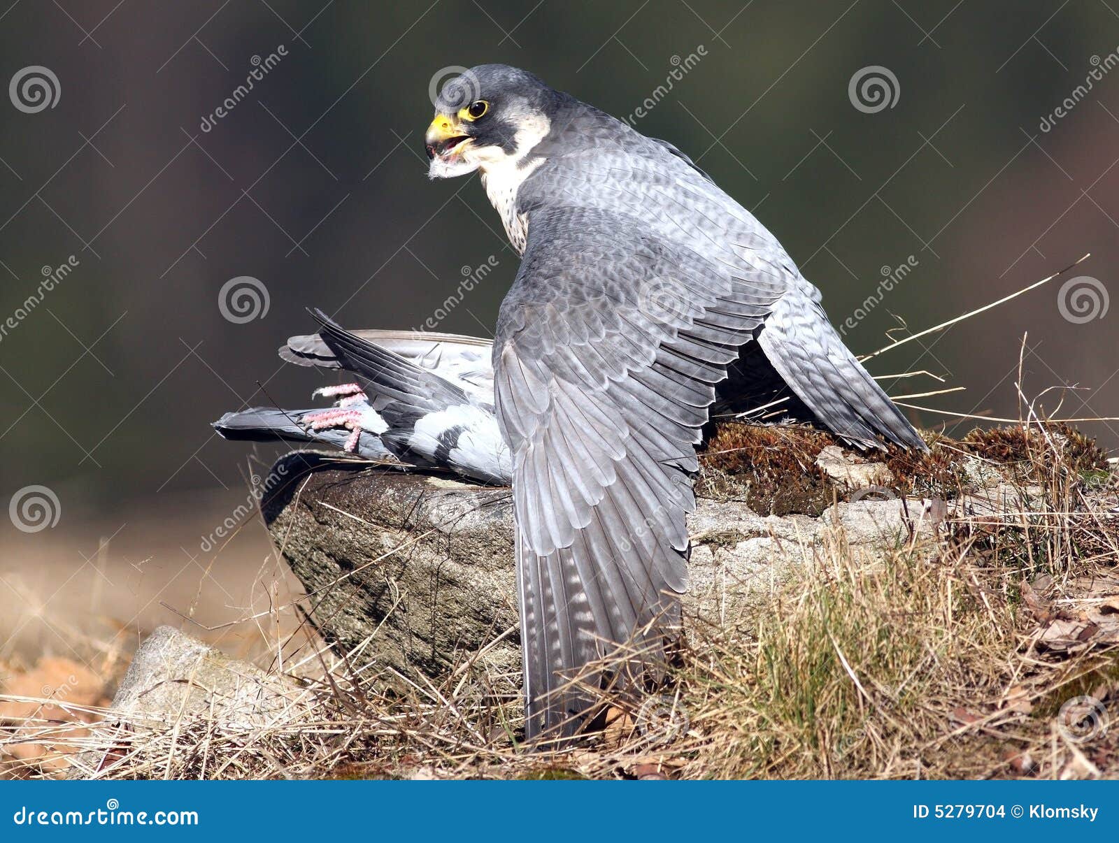 Falcon 1 stock photo. Image of prey, falcon, hawking, falconry - 5279704