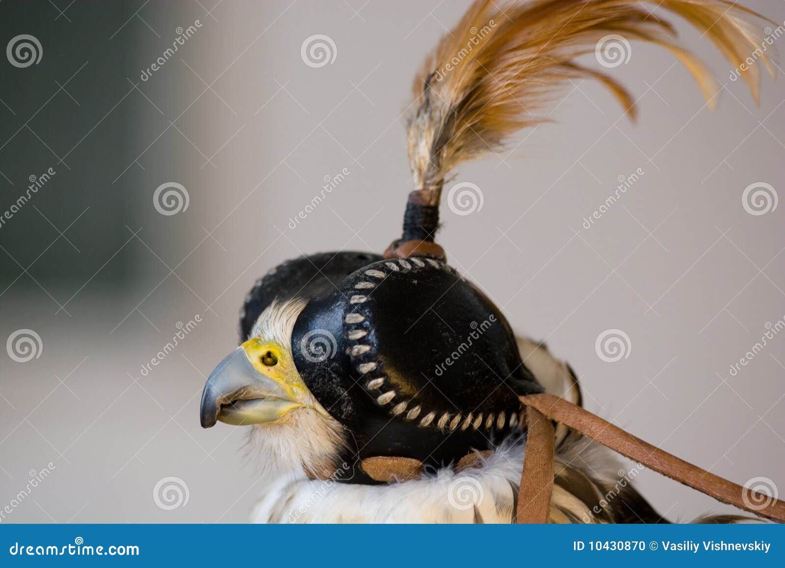 Cucullus Stock Photos - Free & Royalty-Free Stock Photos from Dreamstime