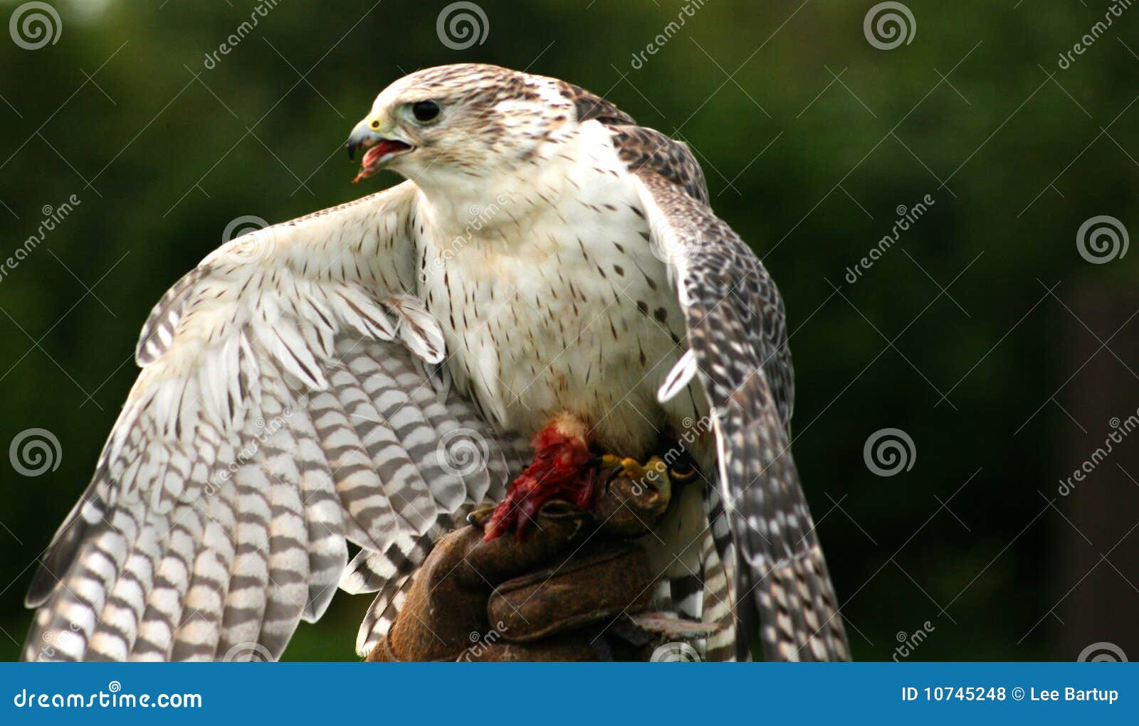 Falcon stock photo. Image of hunting, eating, magestic - 10745248