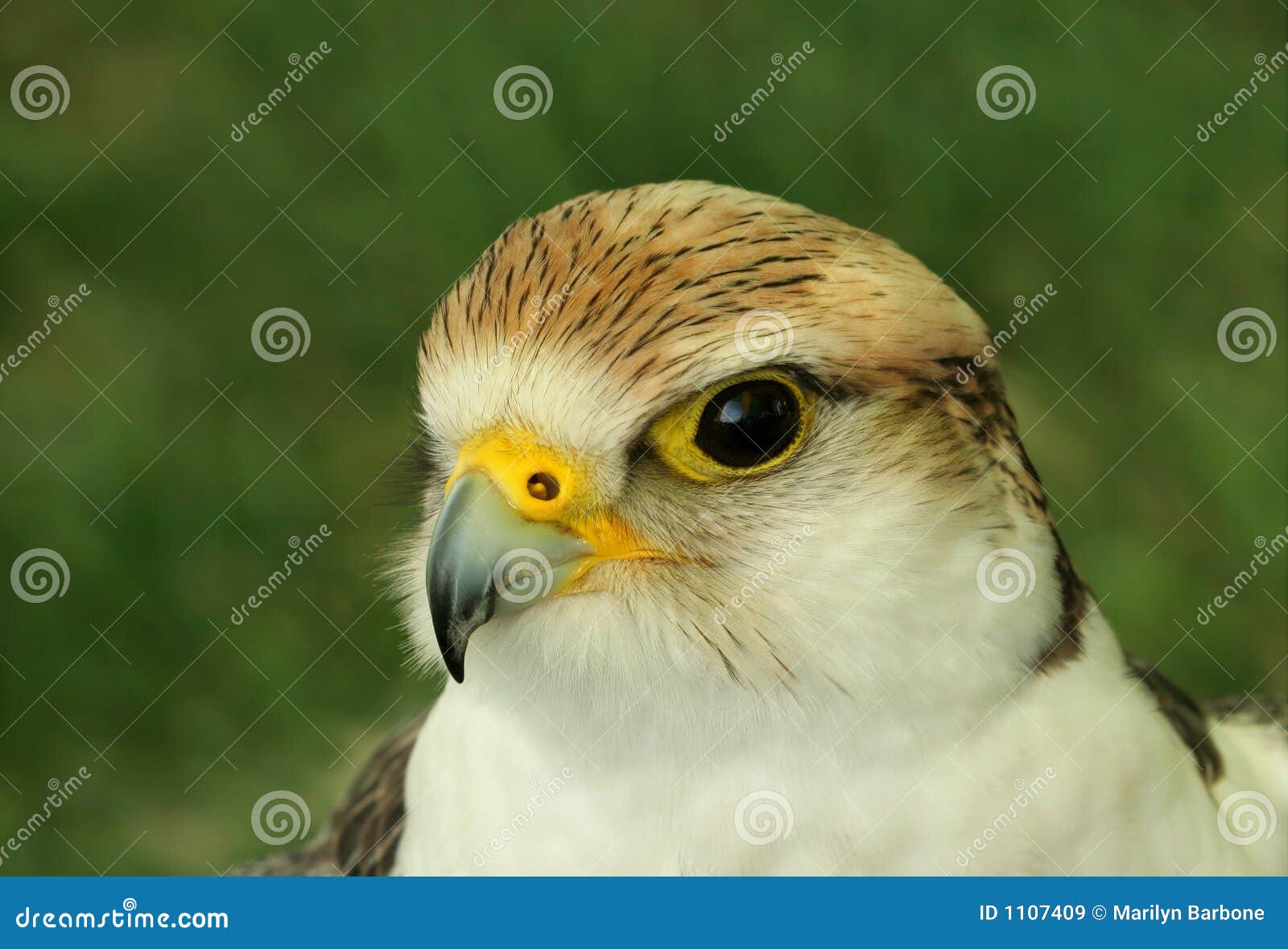 The Falcon stock image. Image of expressive, dangerous - 1107409