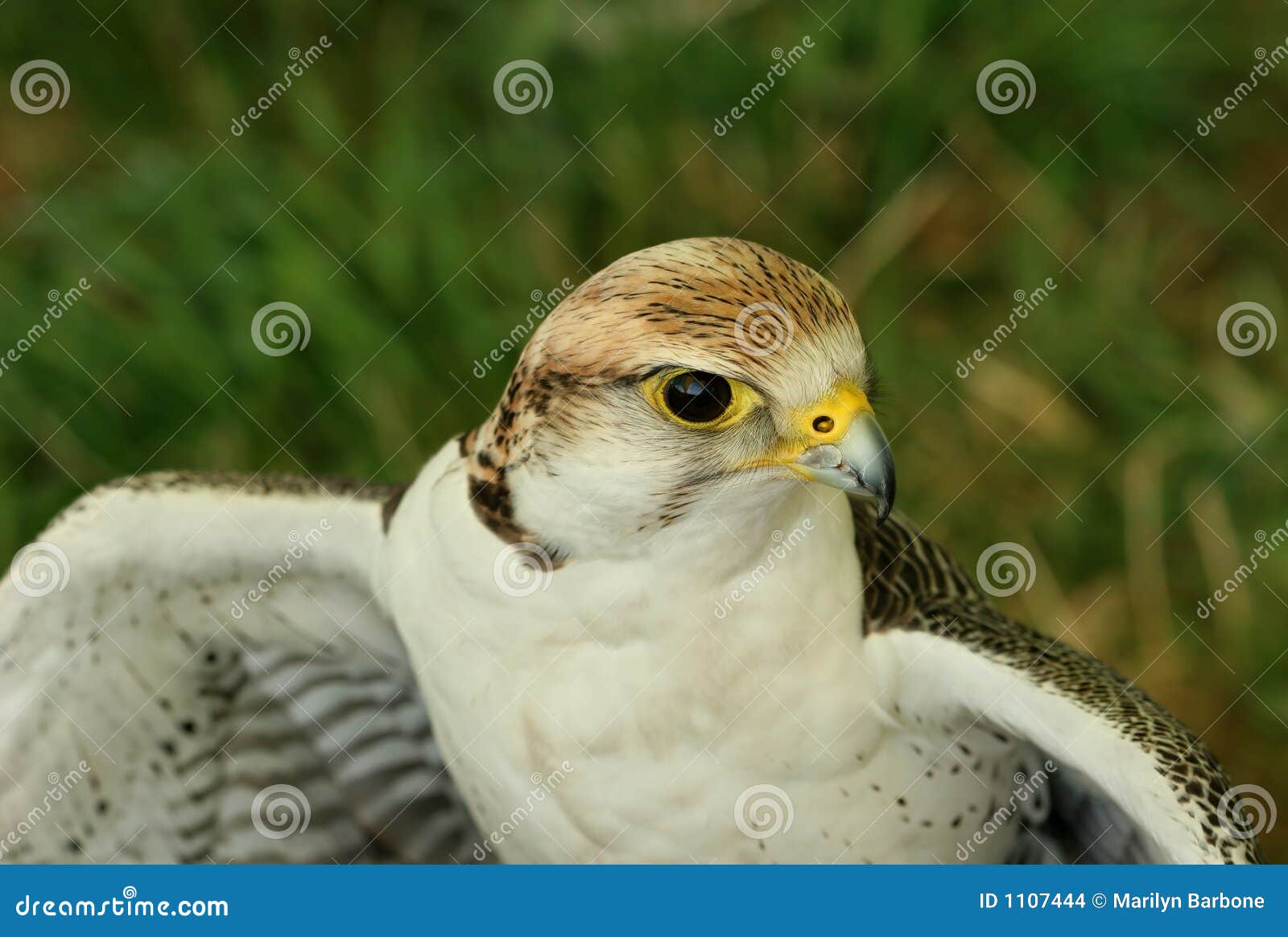 The Falcon Picture. Image: 1107444
