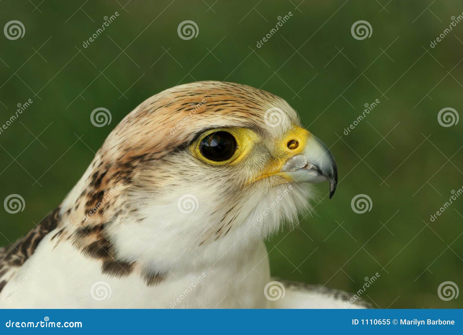 The Falcon stock image. Image of close, pets, danger, dangerous - 1110655