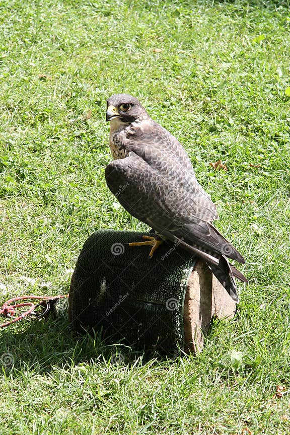 Falcon stock image. Image of talons, bird, gray, sharp - 11138053