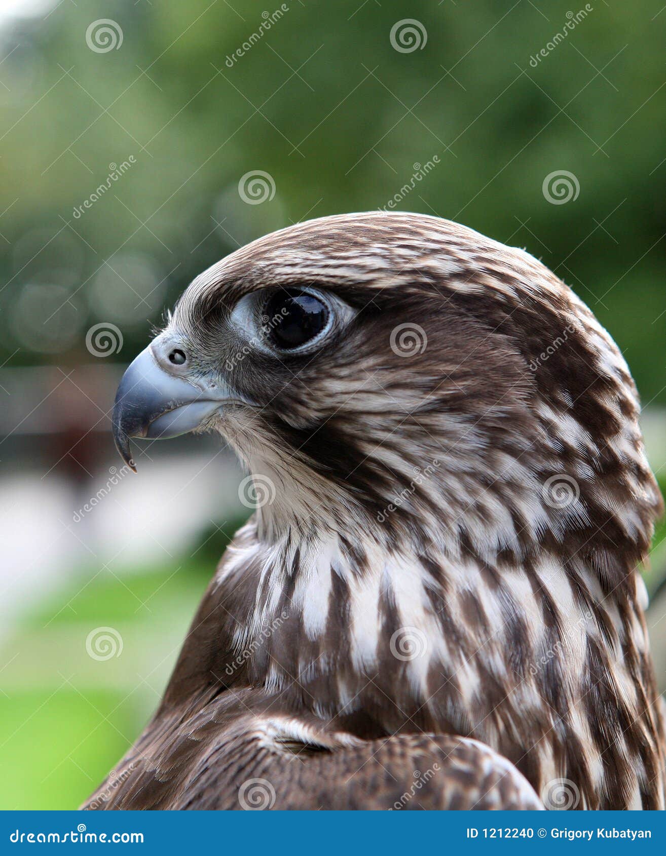 Falcon. stock photo. Image of winged, wings, hunter, savage - 1212240