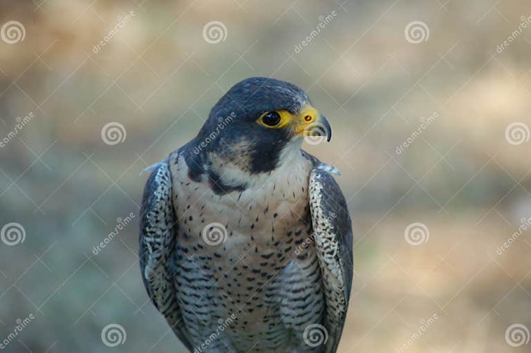 Falcon stock image. Image of natural, hawk, dangerous - 12228913