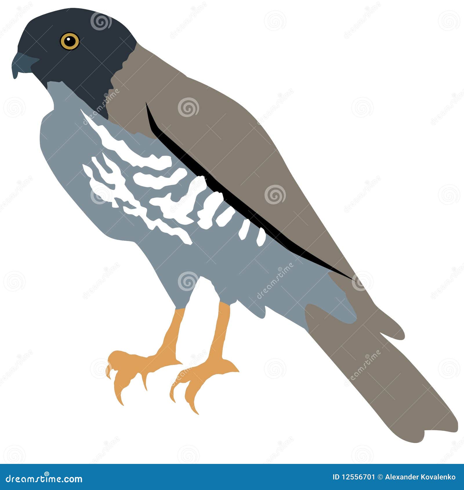 Falcon stock vector. Illustration of vector, style, falcon - 12556701