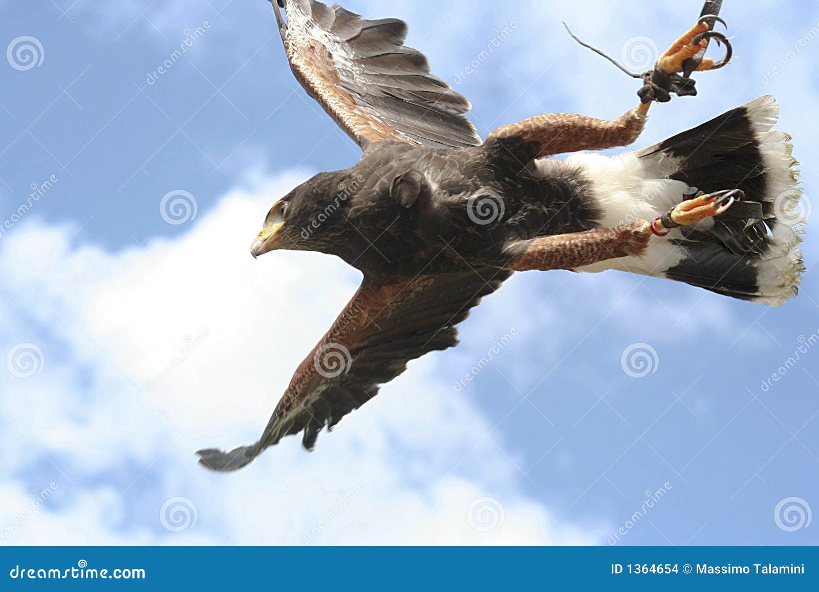 The falcon stock photo. Image of land, prey, depredate - 1364654