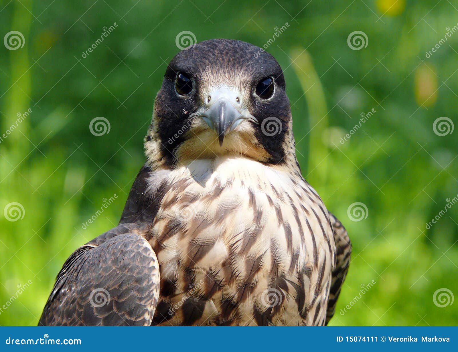 Falcon stock image. Image of green, bird, republic, head - 15074111