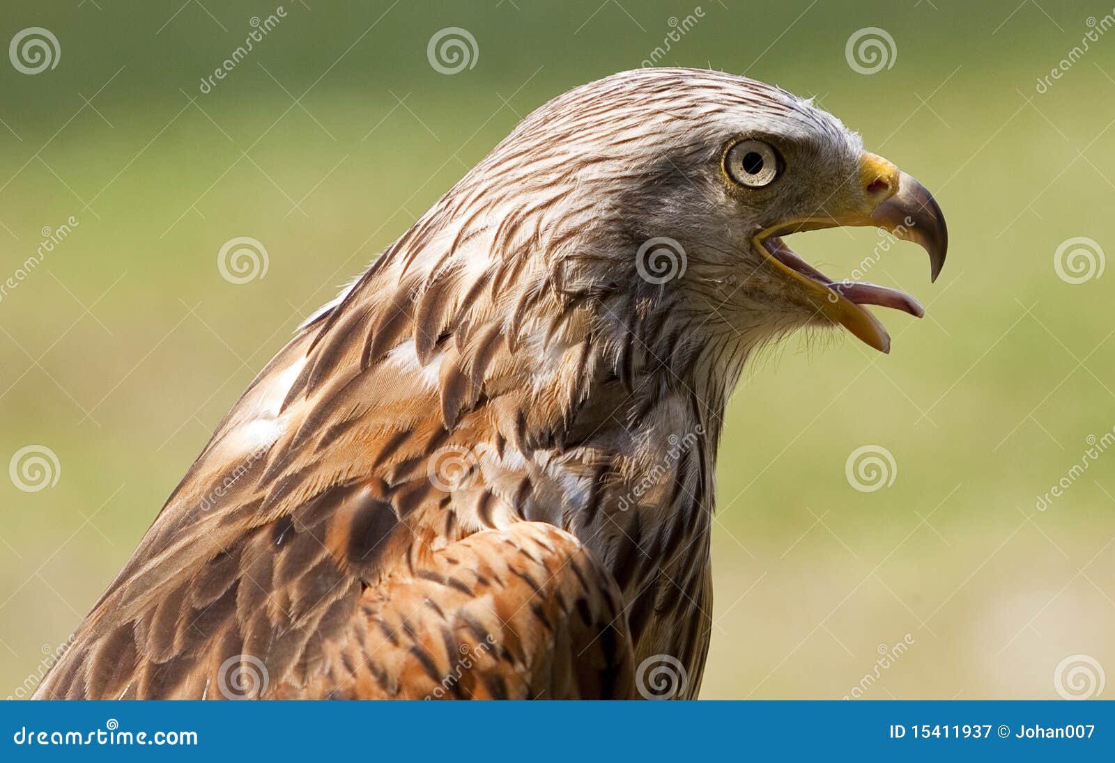 Falcon stock image. Image of naughty, closeup, brown - 15411937