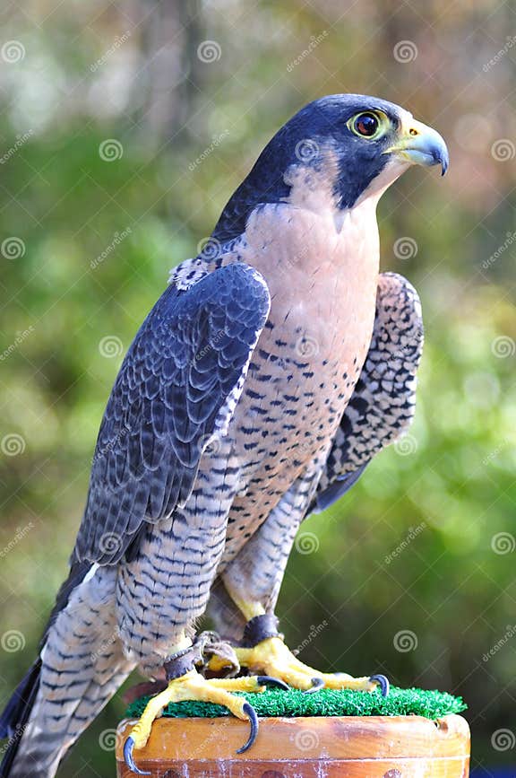 Falcon stock image. Image of fast, falco, blue, peregrinus - 16489527