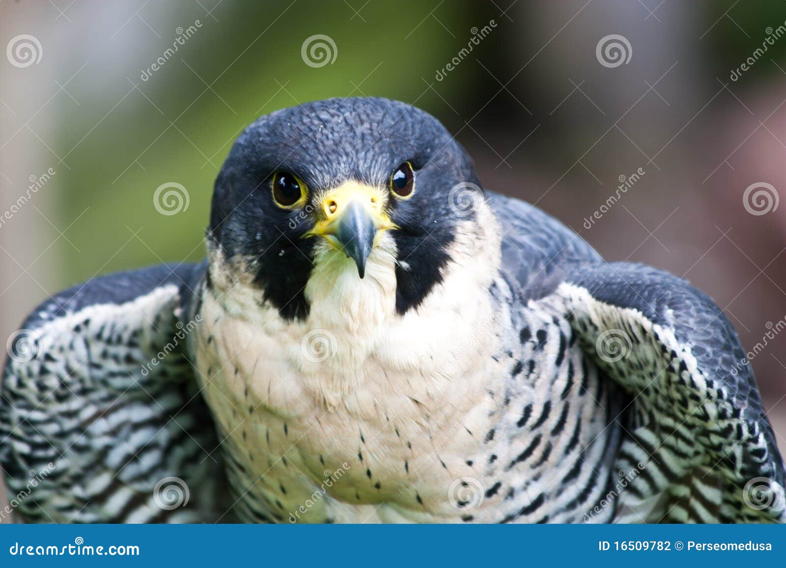 Falcon stock photo. Image of beauty, symbol, wild, feather - 16509782